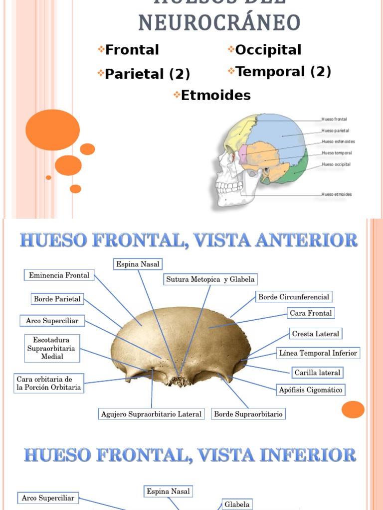 Huesos Del Neurocraneo | PDF | Anatomía de los primates | Sistema ...