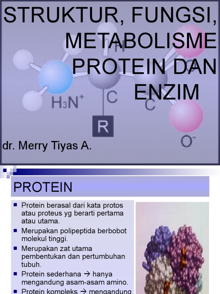 Struktur, Fungsi Protein Dan Enzim