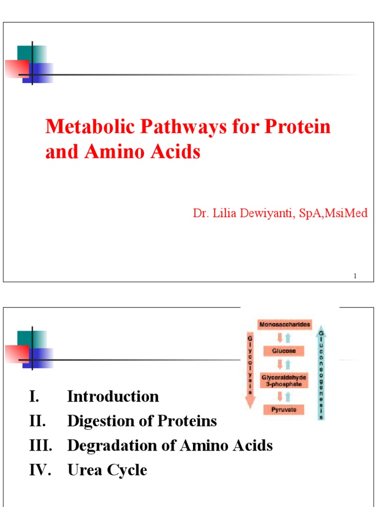 Metabolisme Protein