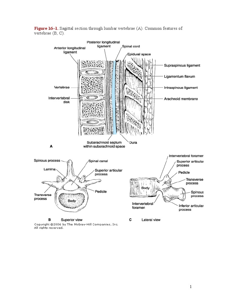 16 SPINAL Epidural Caudal Block Gambar Oke | PDF | Vertebral Column ...