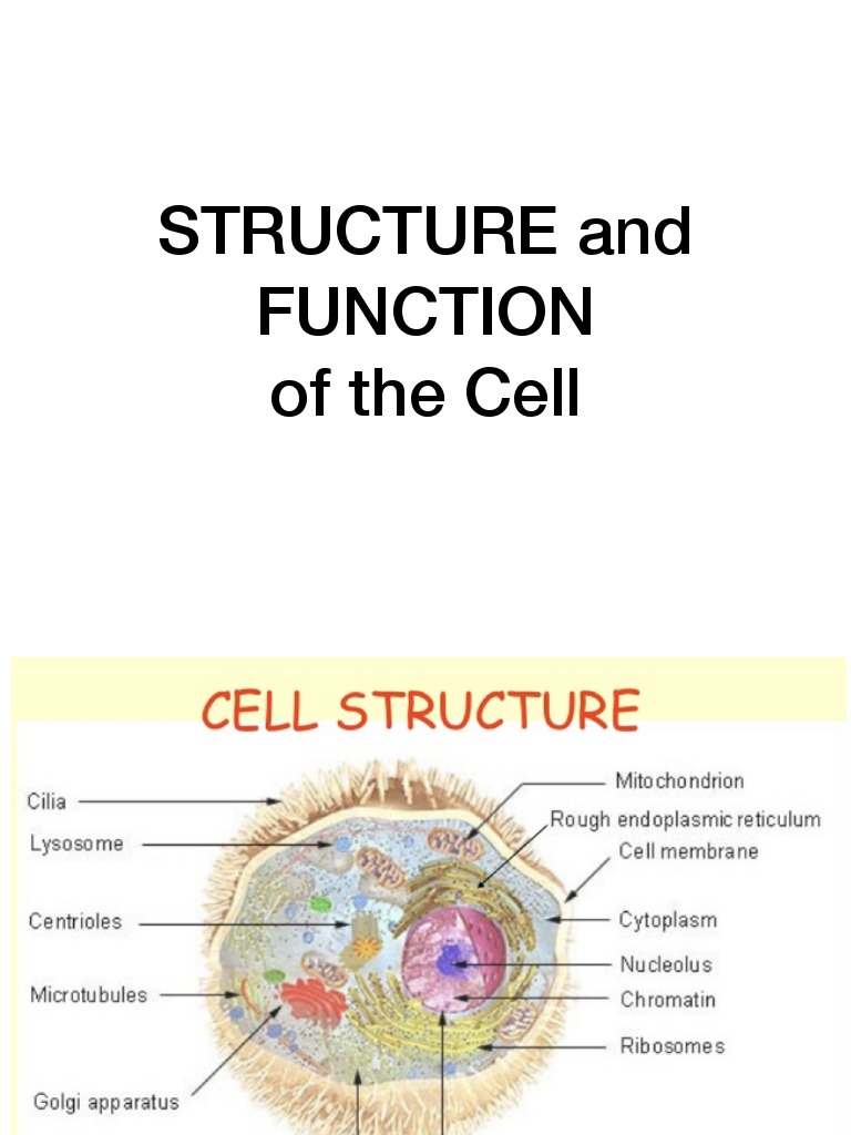 The Cell | PDF