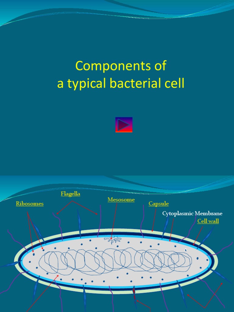 Components of A Typical Bacterial Cell | PDF | Bacteria ...