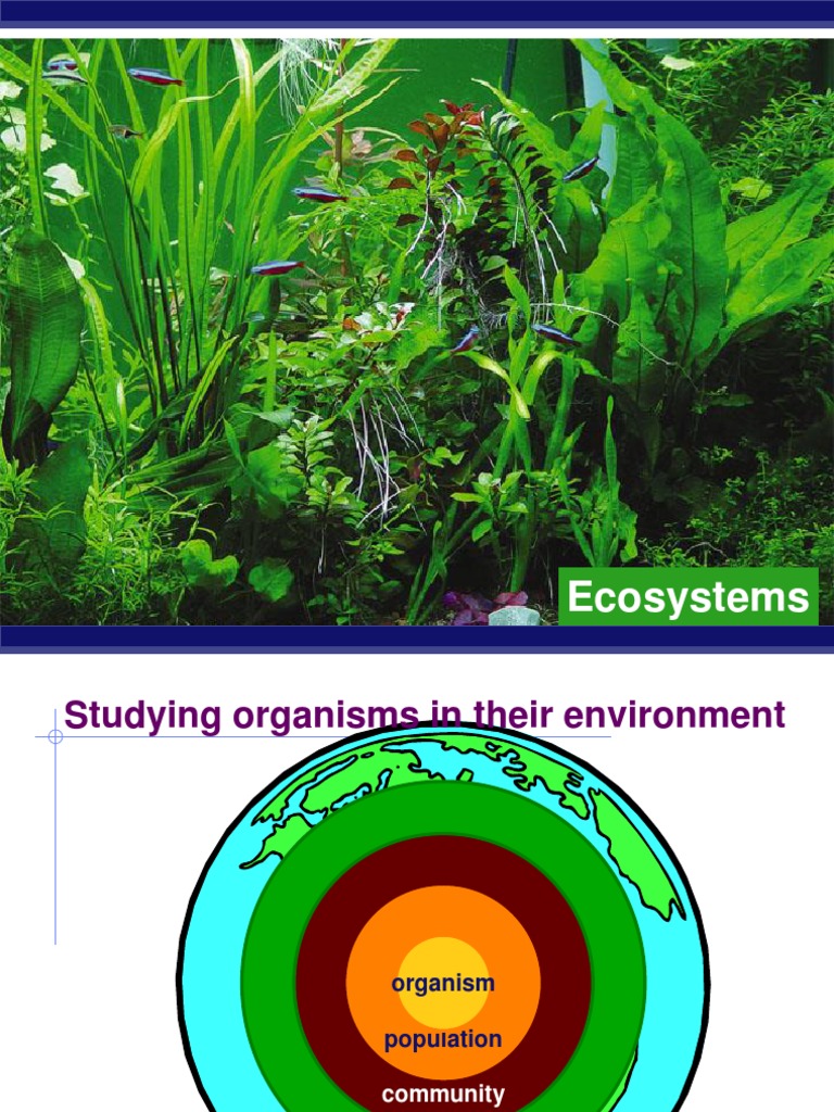 Ecosystem Dynamics Teach | PDF | Ecosystem | Food Web