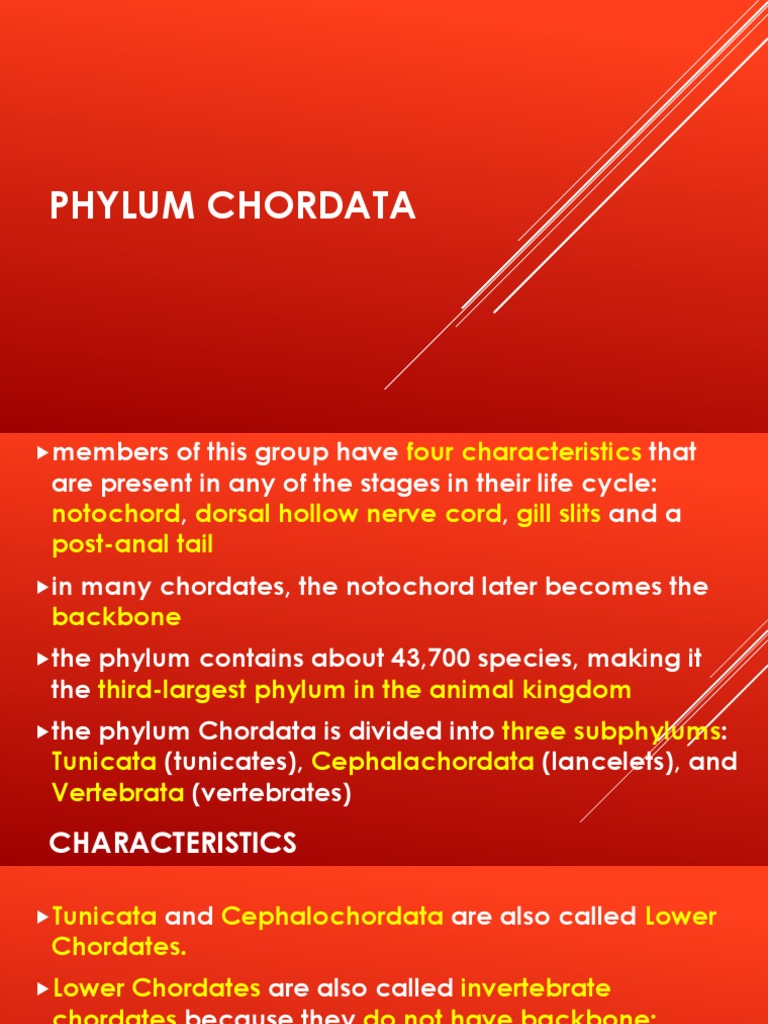 Chordata | Download Free PDF | Living Fossils | Organisms