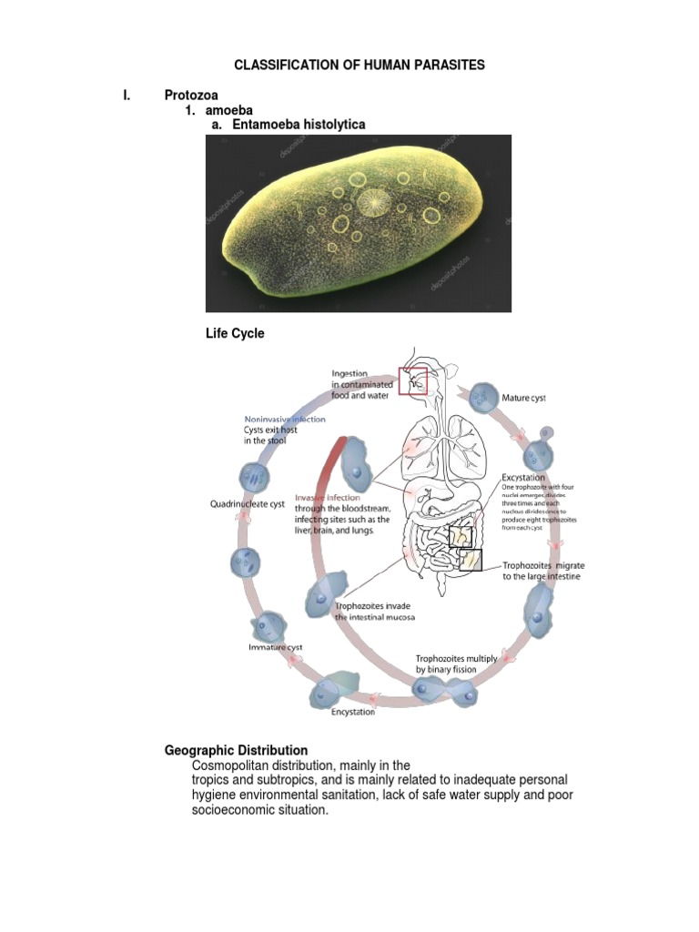 Classification of Human Parasites | PDF | Plasmodium Falciparum | Malaria