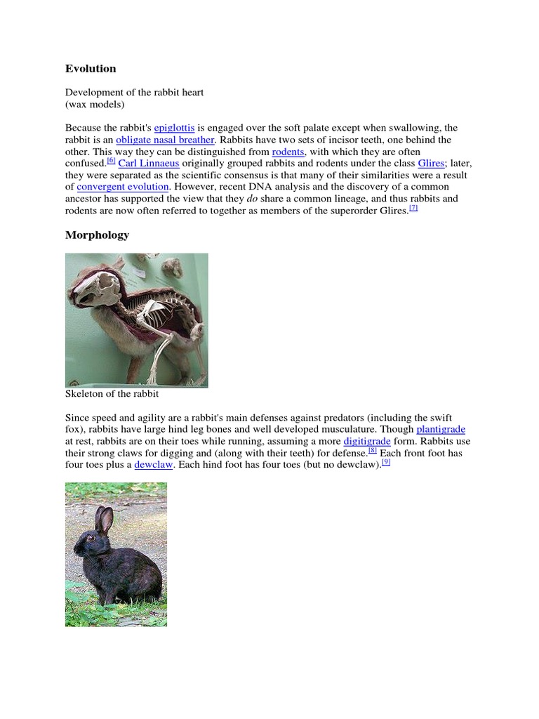 Evolution: Epiglottis Obligate Nasal Breather Rodents Carl Linnaeus ...