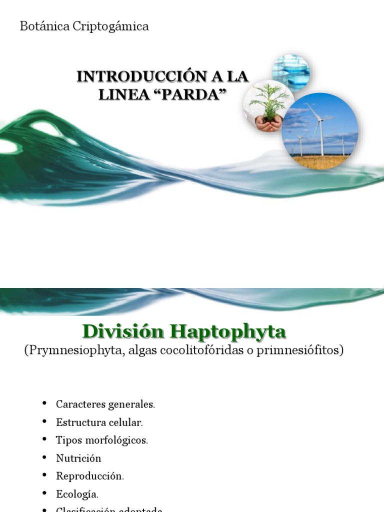 6ta Clase Division Haptophyta | PDF | Organismos | Anatomía Celular