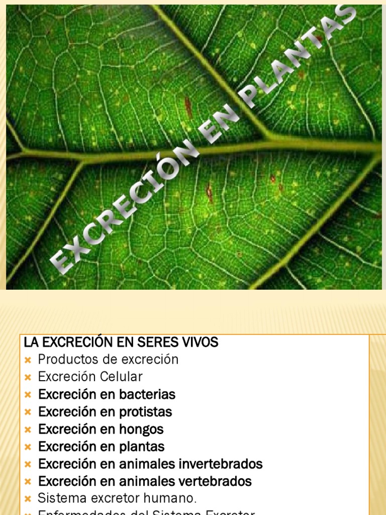 Excreción en Plantas y Organismos Vivos | PDF | Ciencia y matemáticas