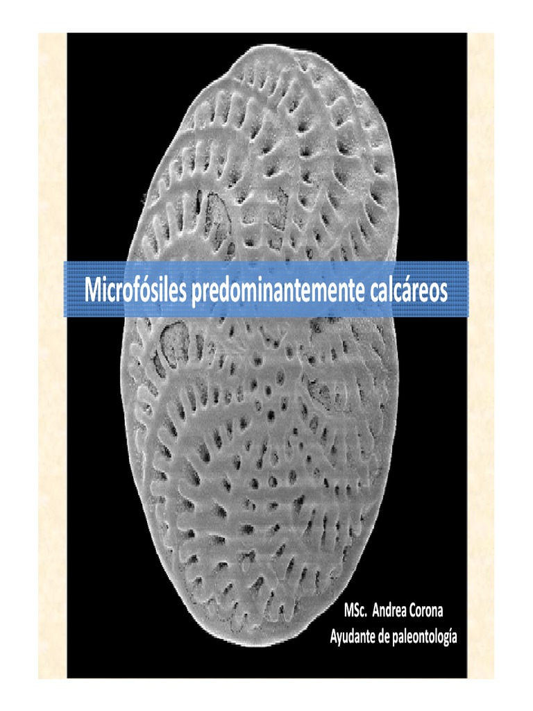 Microfósiles Calcáreos Geo | PDF | Fósil | Science