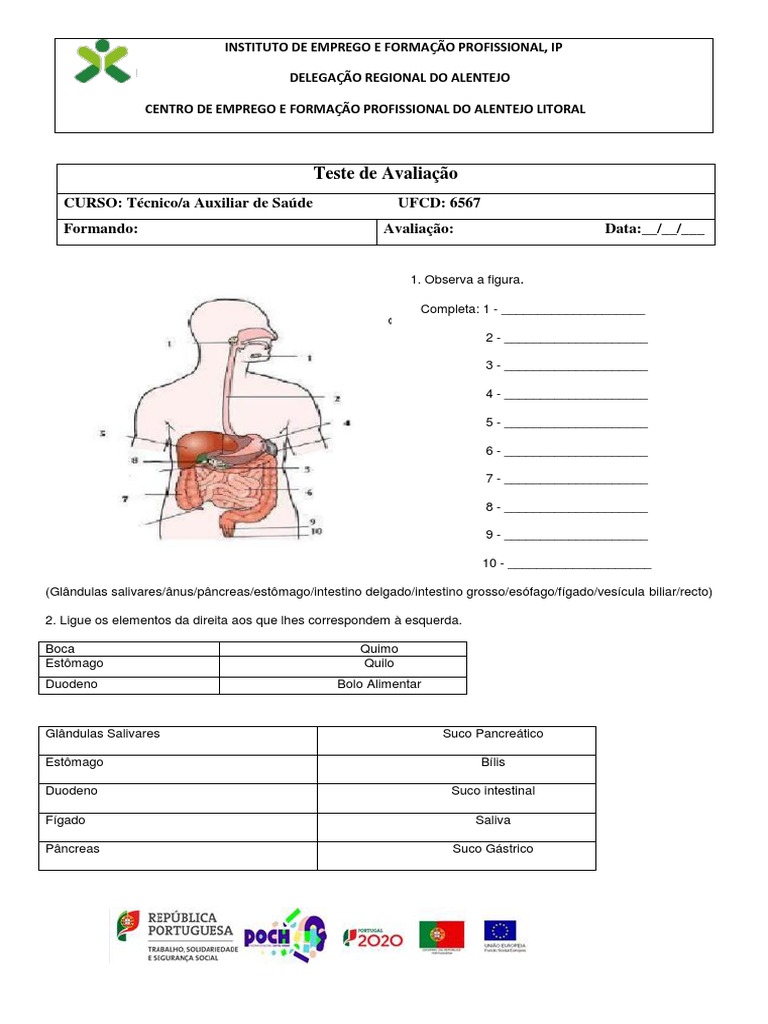 Teste Avaliação Digestivo | PDF | Estômago | Intestino Delgado