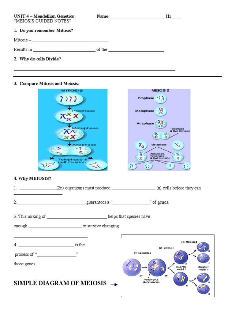 MEIOSIS Guided Notes | PDF | Meiosis | Mitosis