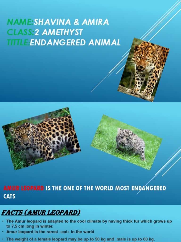 Endagered Animal (Amur Leopard) | PDF