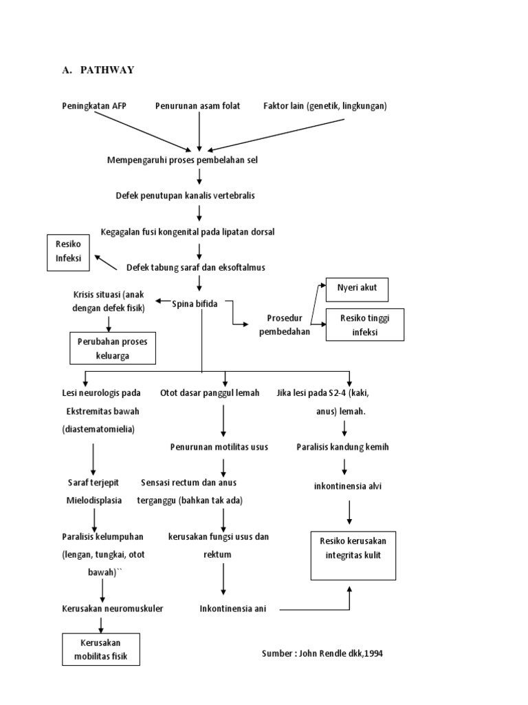 Pathway Spina Bifida | PDF