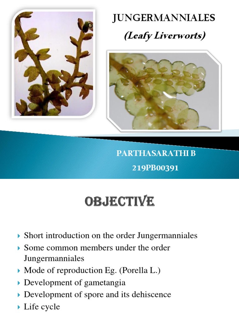 Leafy Liverworts of the Order Jungermanniales: The Life Cycle and ...