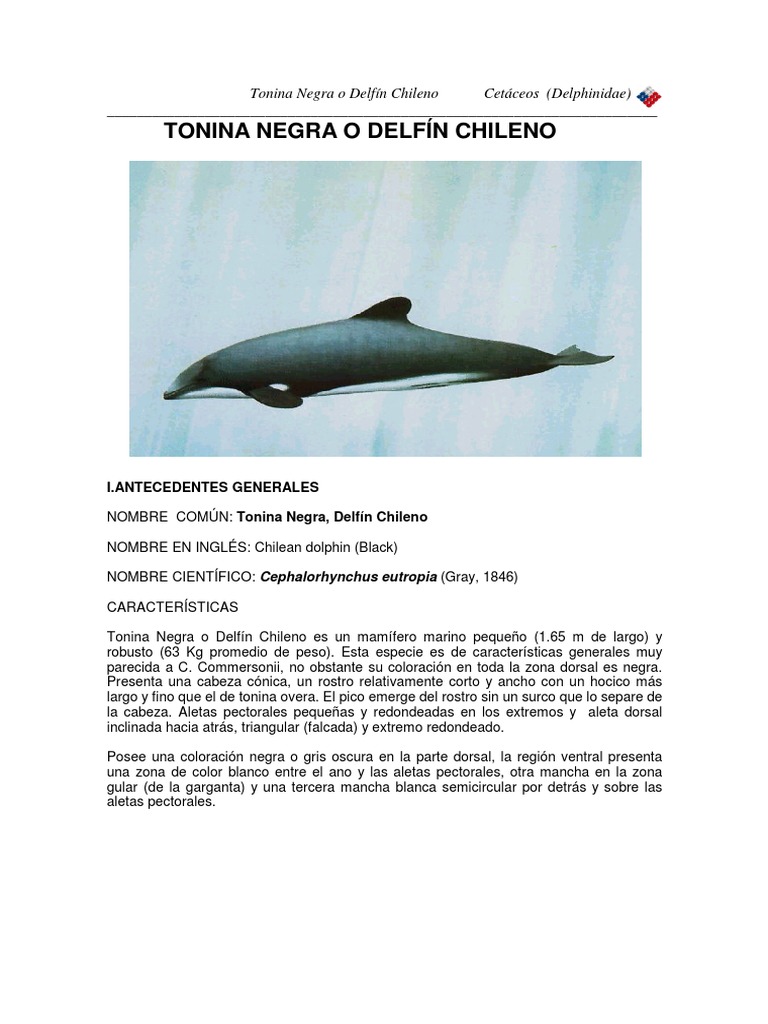Tonina Negra Delfin | PDF | Ungulados | Mamíferos marinos