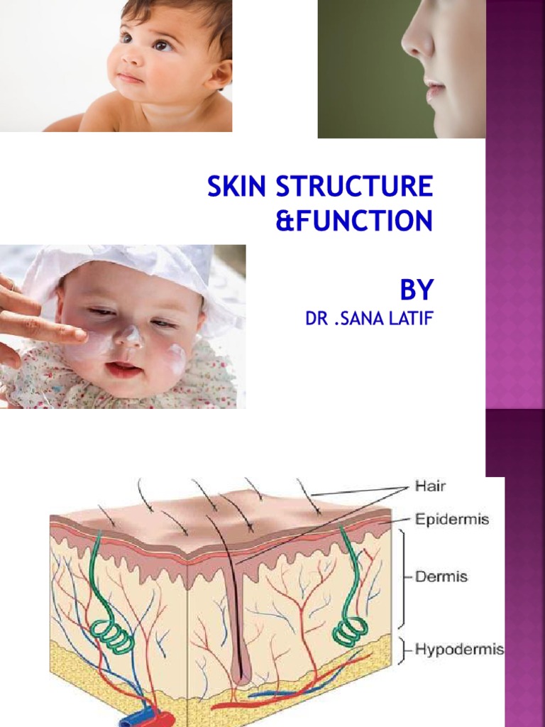 SKIN STRUCTURE &FUNCTION Lec 1 | PDF | Skin | Epidermis