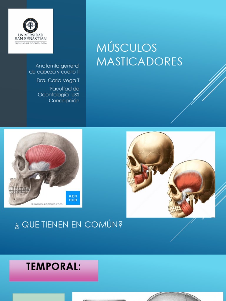 musculos masticadores (2).pdf | Sistema esquelético | Anatomía humana ...