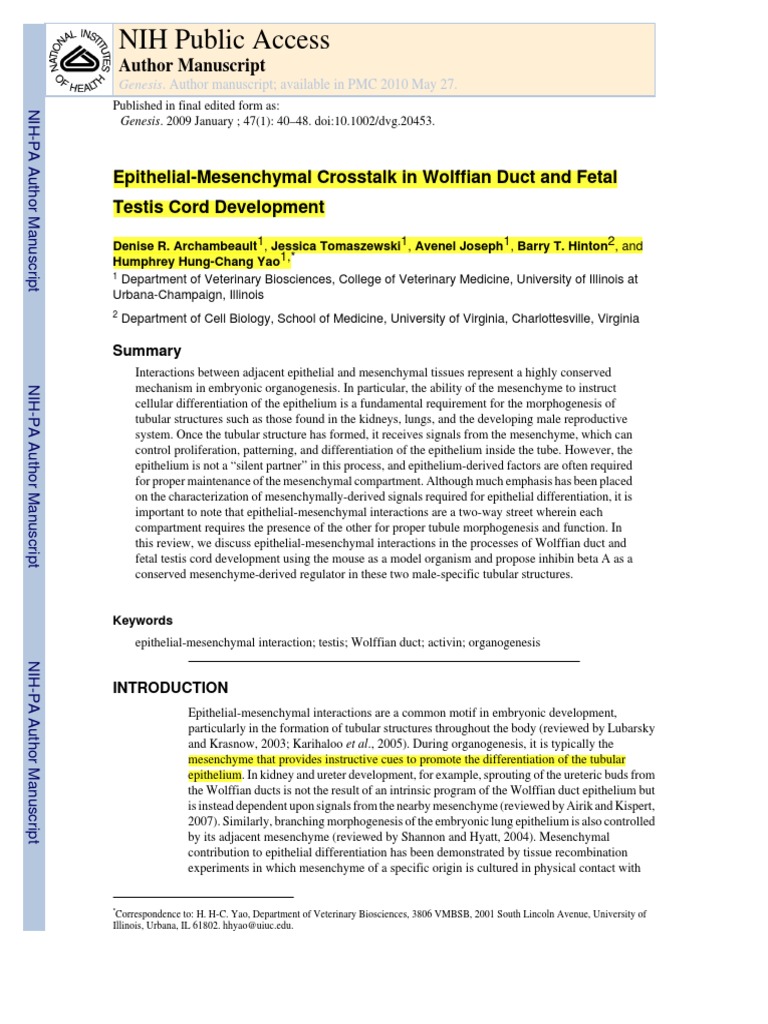 Epithelial-Mesenchymal Crosstalk in Wolffian Duct and Fetal | PDF ...