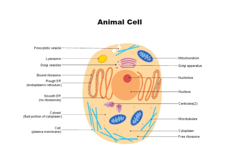 Animal Cell Diagram PDF | PDF