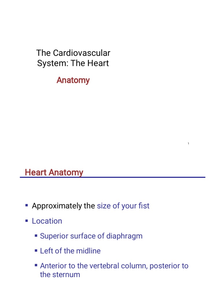 The Cardiovascular System: The Heart: Anatomy | PDF | Heart Valve ...