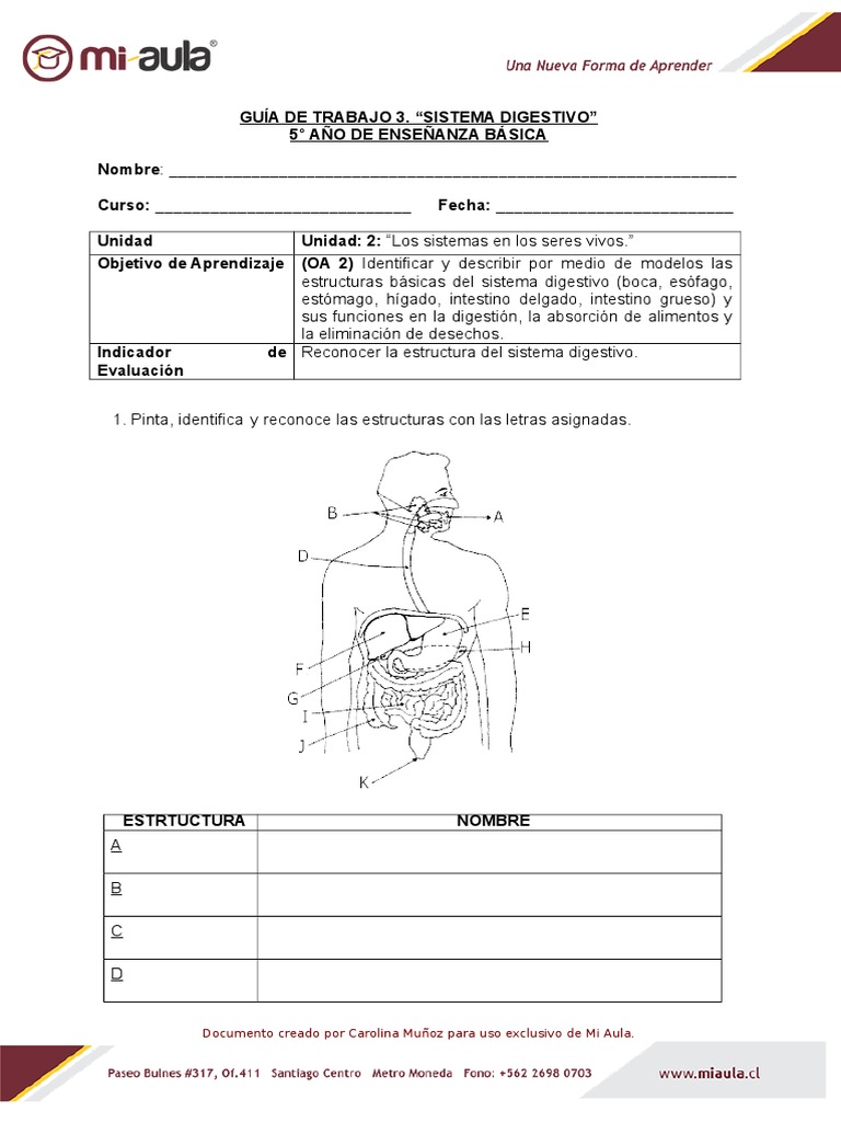 Guia 3 Sistema Digestivo | PDF