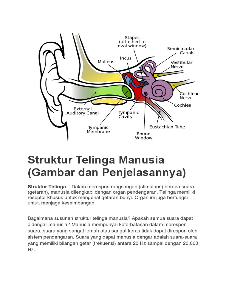 Struktur Telinga Manusia dan Fungsinya | PDF