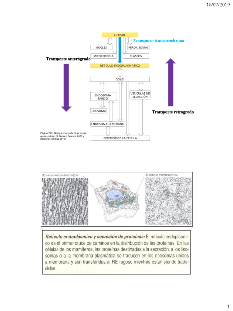 Transporte Regulado y Transmembrana 2 | PDF | Histología | Biología