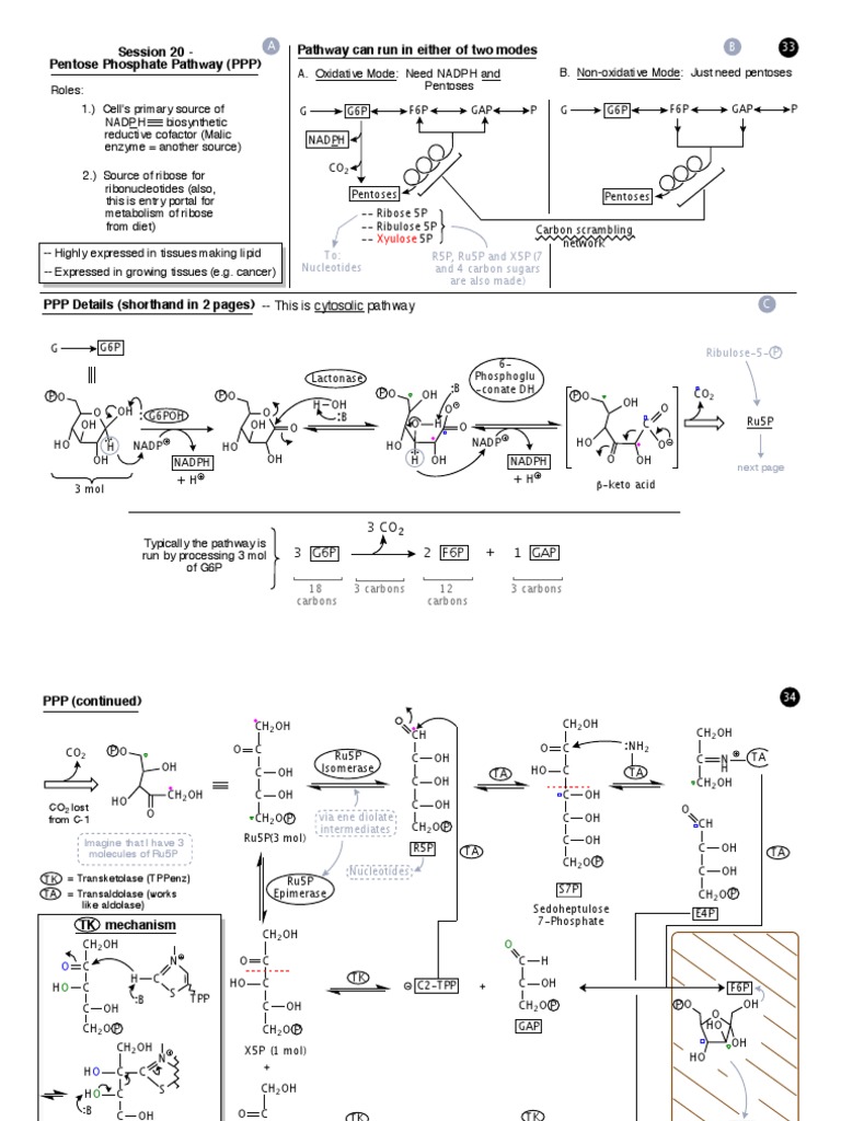 Session 2 0 - Pentose Phosphate Pathway (PPP) Pathway Can Run in Either ...