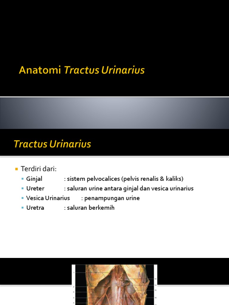 Anatomi Tractus Urinarius SMT 4 | PDF