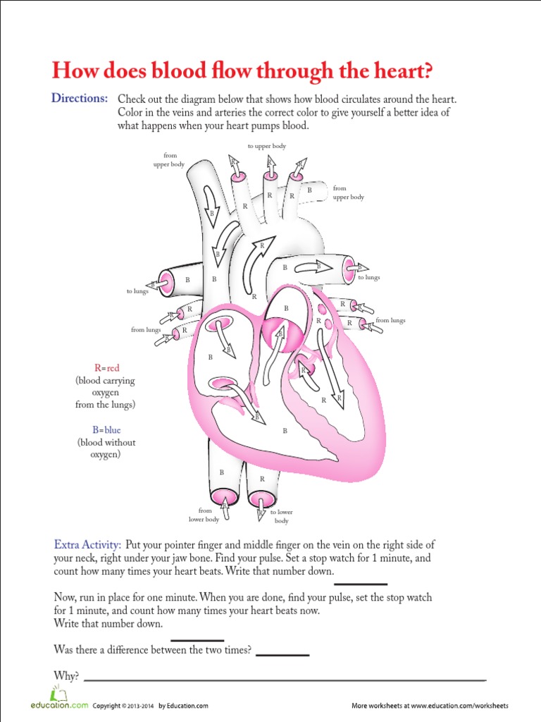 Blood Flow Through the Heart Explained | PDF | Circulatory System | Vein