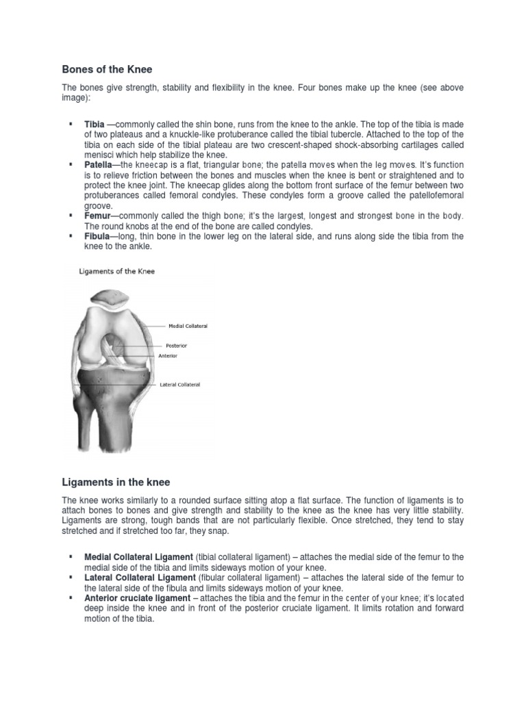 Bones of The Knee | PDF | Knee | Human Leg