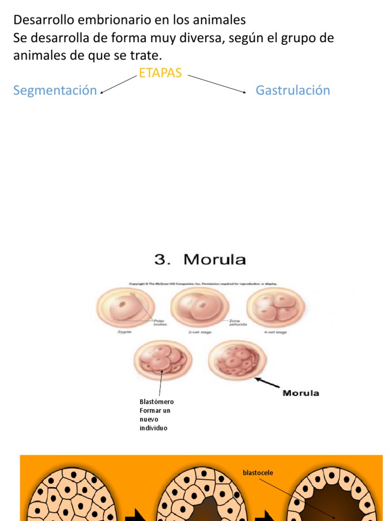 Desarrollo Embrionario en Animales | PDF | Neurona | Músculo