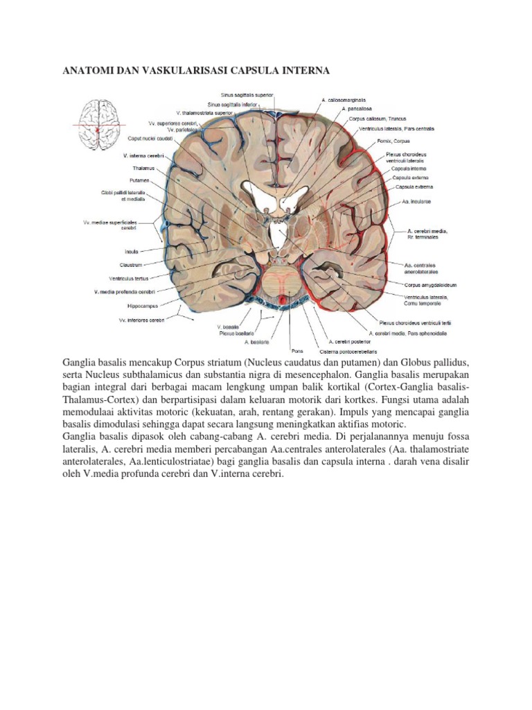 Anatomi Vaskularisasi Capsula Interna | PDF