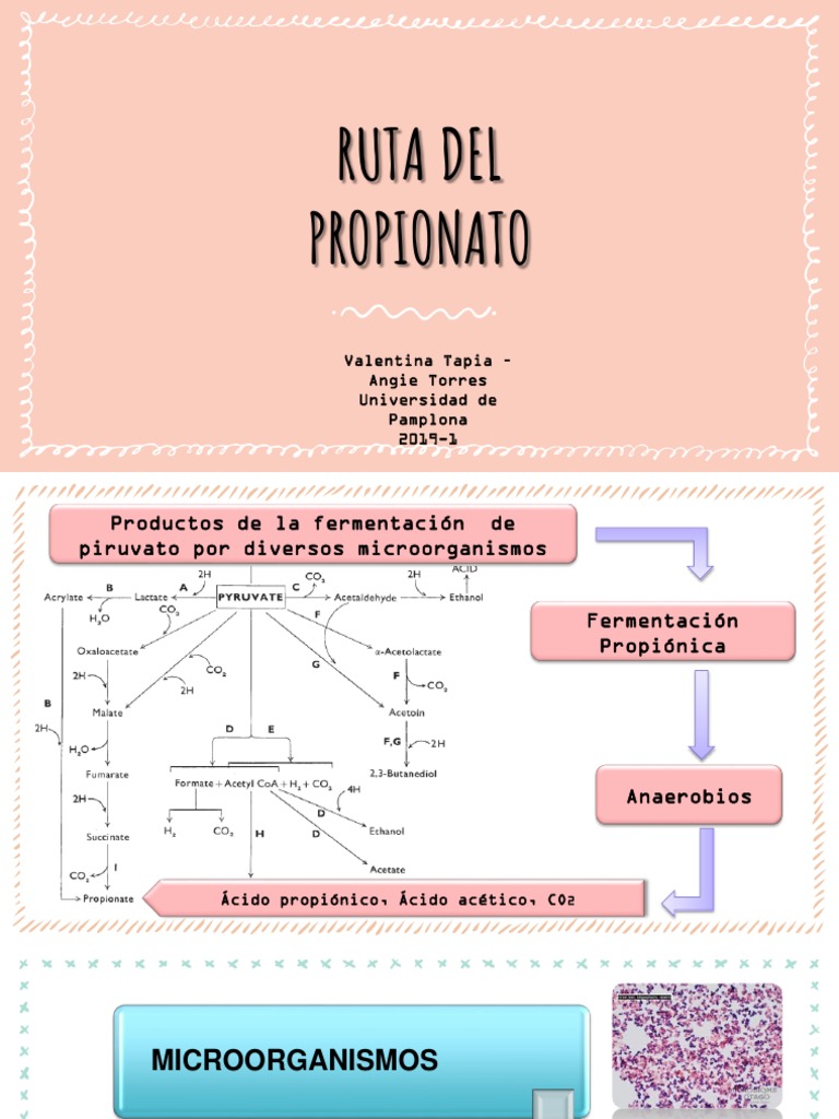 Ruta Del Propionato: Valentina Tapia – Angie Torres Universidad de ...