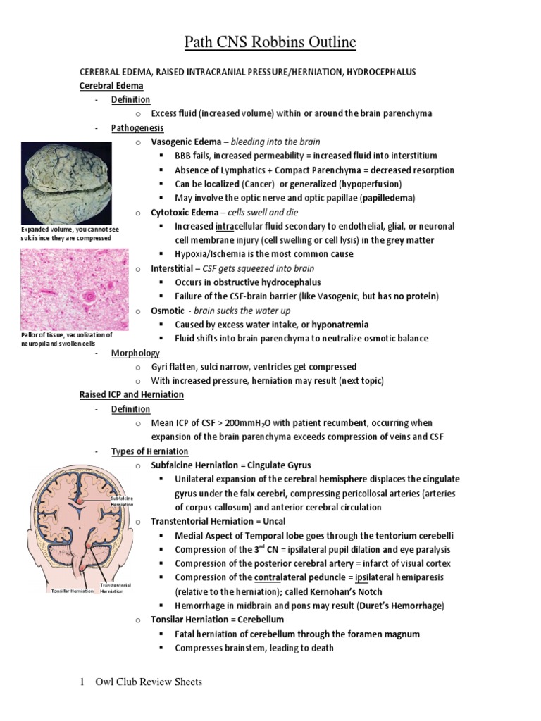 Path CNS Robbins Outline: Owl Club Review Sheets 1 | PDF | Thrombosis ...