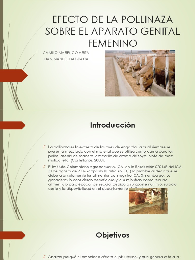 Efectos de la Pollinaza en Ganado Femenino | PDF | Vacas | Proteínas