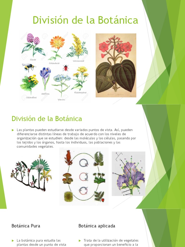División de La Botánica | Botánica | Plantas
