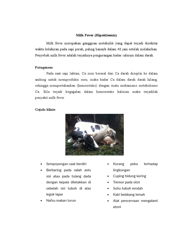 Penyakit Milk Fever pada Sapi Perah | PDF