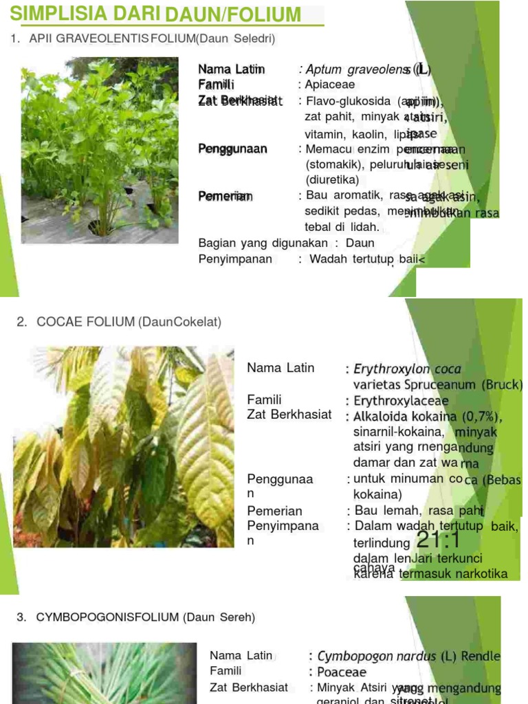 SIMPLISIA DARI DAUN/FOLIUM | PDF