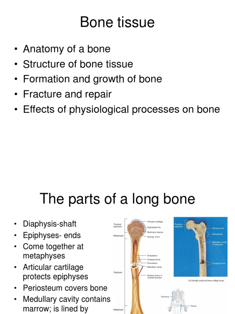 BONE Tissue | PDF | Osteoblast | Bone