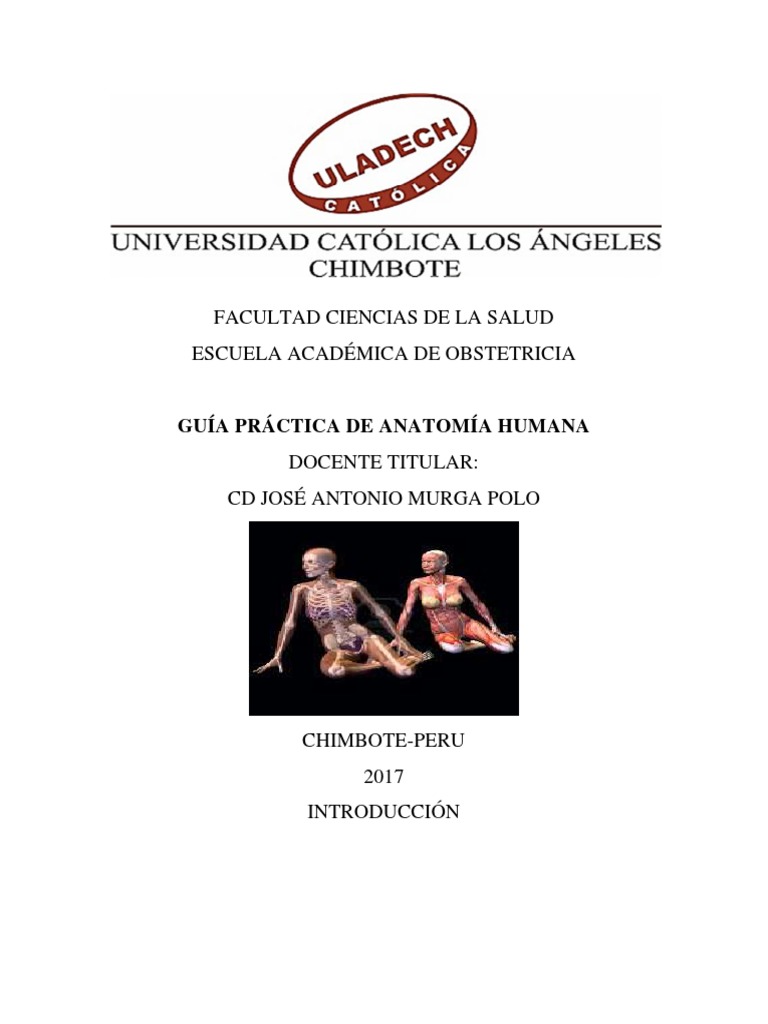 Guía Práctica De Anatomía Humana Pdf Pdf Pelvis Sistema