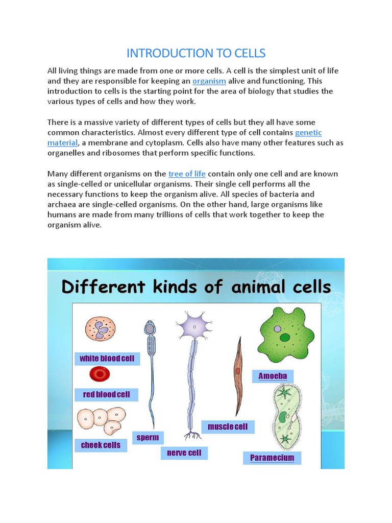 Introduction To Cells | PDF