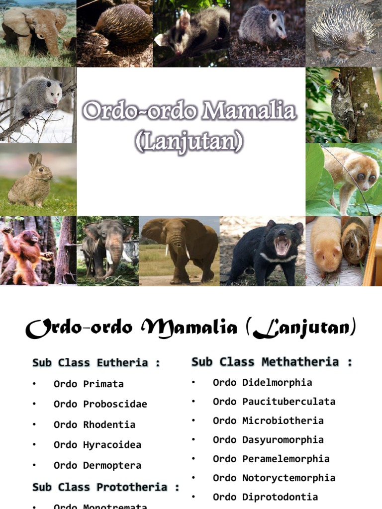 Ordo Ordo Mamalia | PDF
