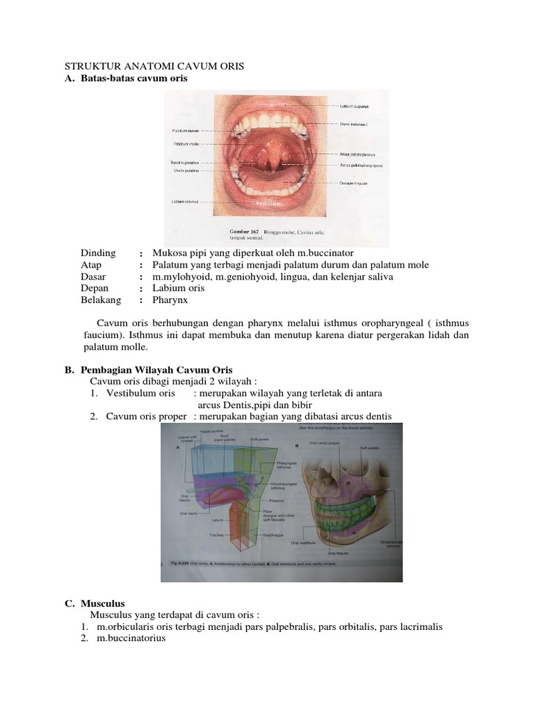 Anat Cavum Oris | PDF