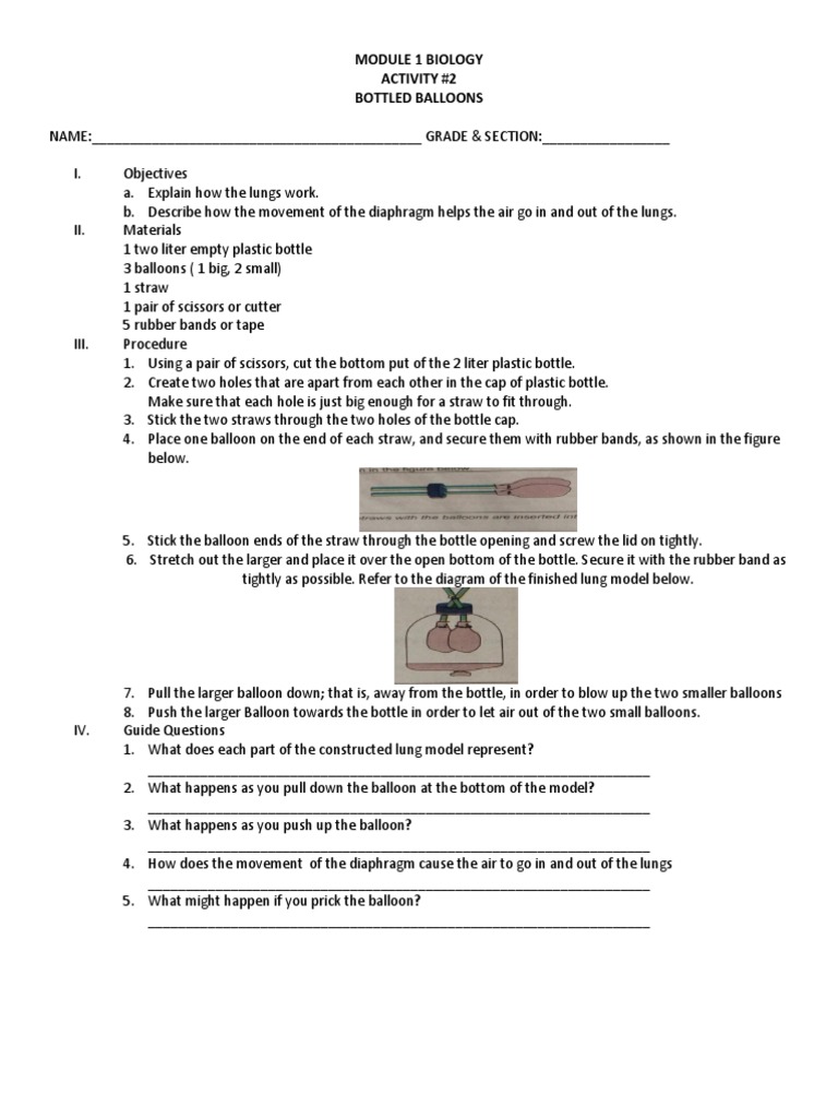Bottled Balloons Lung Model Activity | PDF