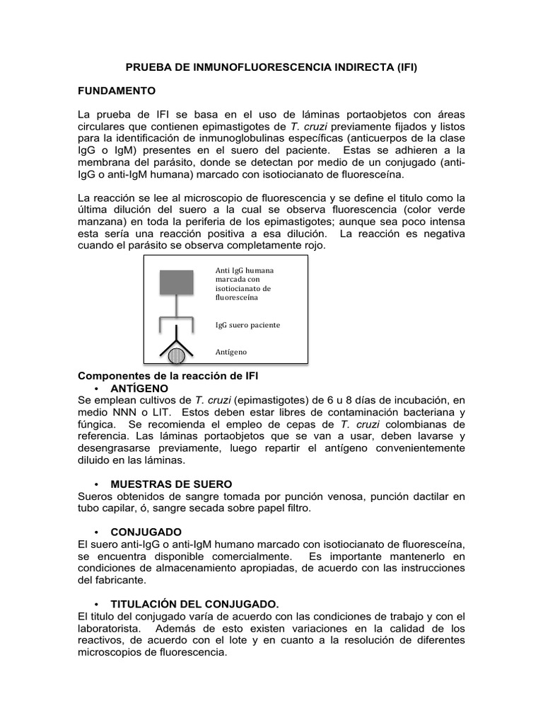 Ifi 1 | PDF | Inmunofluorescencia | Anticuerpo