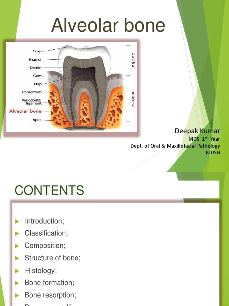 Alveolar Bone: Structure and Function | PDF | Bone | Osteoblast