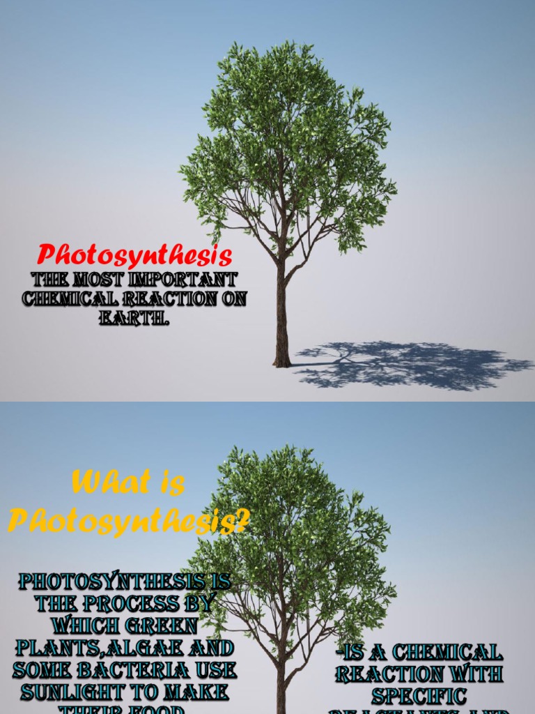 Photosynthesis 2 | PDF