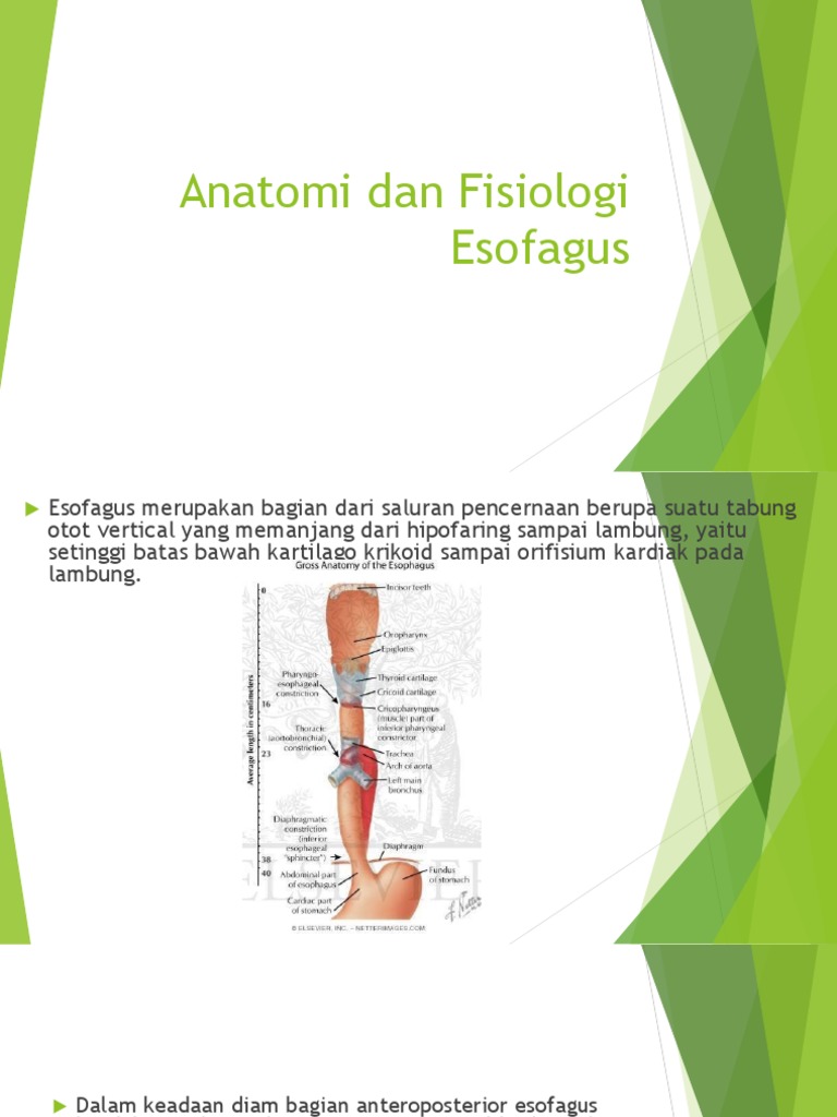 Anatomi Fisiologi Esofagus | PDF