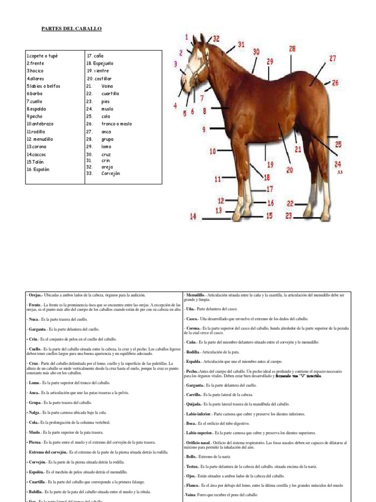 FICHA PARTES Caballo Completo | PDF | Caballos | Naturaleza